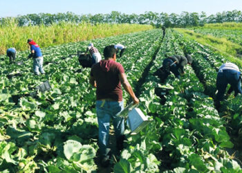 El cultivo de la col de bruselas - Cultura Orgánica