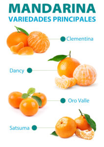 Qué hay detrás de la producción de mandarina – Cultura Orgánica