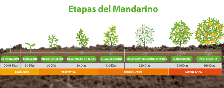 El cultivo del mandarino - Cultura Orgánica